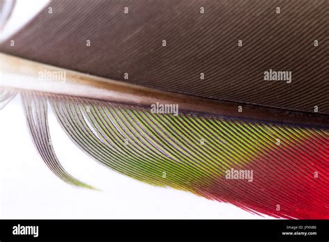 Beautiful Vivid Colors On A Toucan Feather With Seamless Transitions