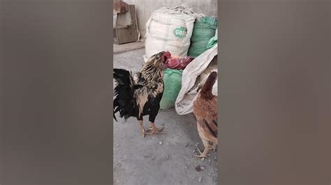 March 22 2025 Youtube