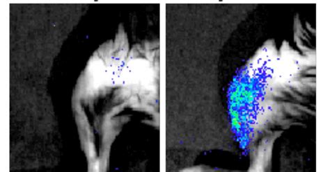손상된 세포의 물귀신 작전주변 조직 재생 가로막는다