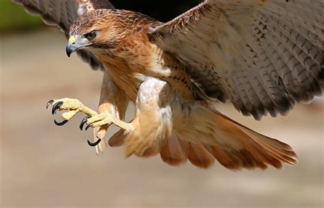 Falco Significato Simbologia E Curiosità Sul Falco