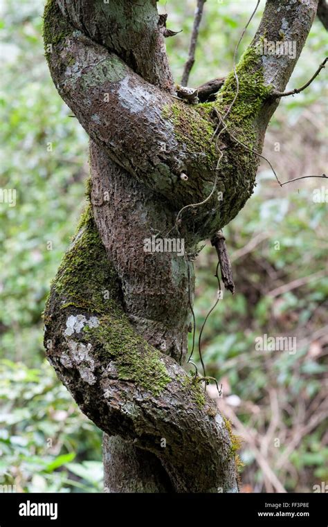 Twisted Tree Trunk High Resolution Stock Photography And Images Alamy