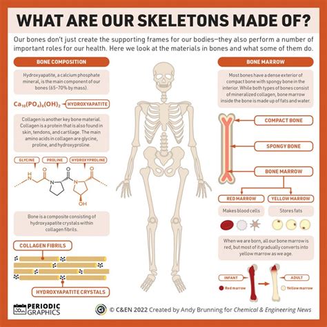Periodic Graphics What Are Our Skeletons Made Of