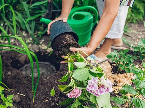 Hydrangea Root Supplements Uses And Benefits