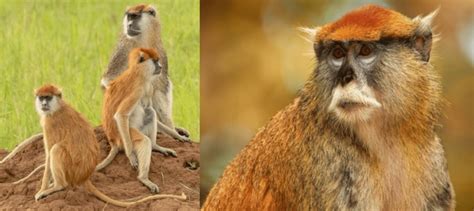 10 Types Of Monkeys Found In Kenya ID Guide Bird Watching HQ