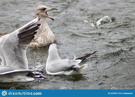Una Gaviota De Arenque Con Pico Abierto Foto De Archivo Imagen De