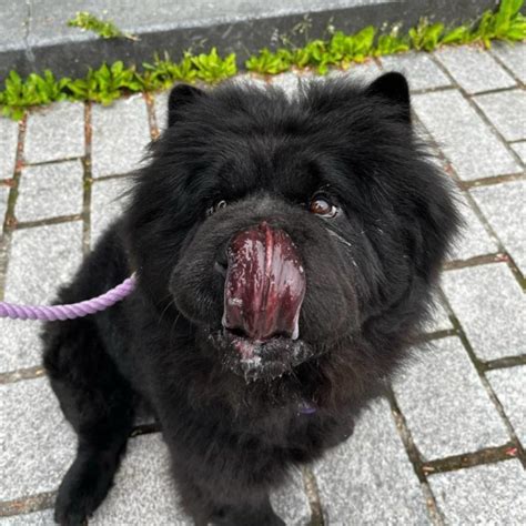 Chow Chow Behaviour Myths About Aggression Explained