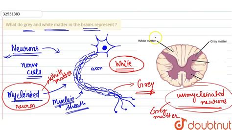 What Do Grey And White Matter In The Brains Represent Youtube