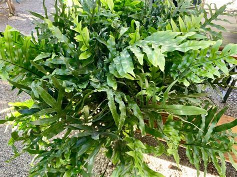 Microsorum Pustulatum Microsorium Diversifolium Microsorum Diversifolium Phymatosorus