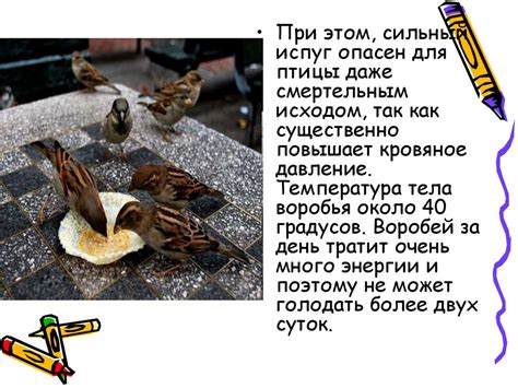 День воробья презентация онлайн