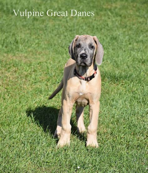 Blue Fawn Great Dane Girl Brindle Great Dane Blue Merle Great Dane