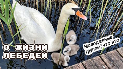 Белые лебеди, молодежная группа в заповеднике - YouTube