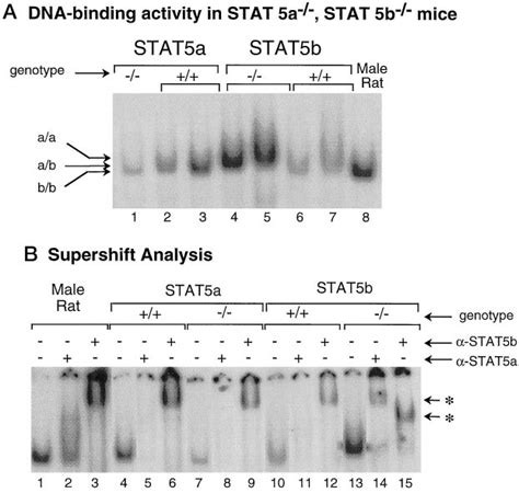 Gel Shift Analysis Of Liver STAT5 DNA Binding Activity From Wild Type
