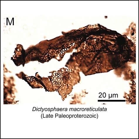 Origin Of The Eukaryotes