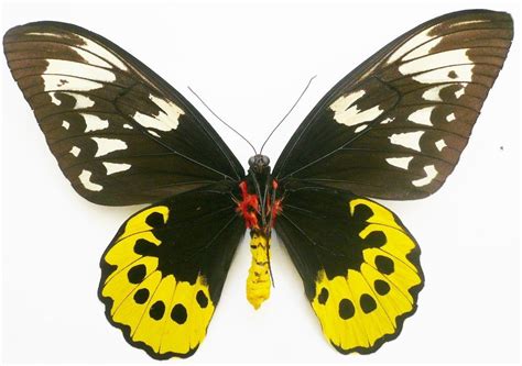 Ornithoptera Goliath Samson Female From Arfak Mts Irian Jaya Rare