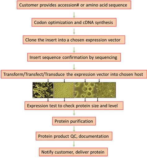 Recombinant Protein Expression And Purification Nb Sc101 Novatein
