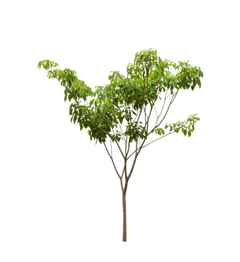 Green Tree Isolated PNG
