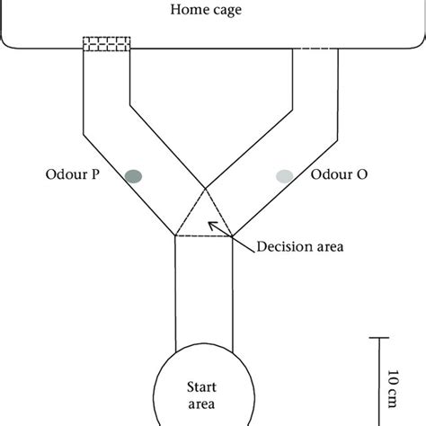 Schematic Representation Of The Y Maze Used In The Associative Learning