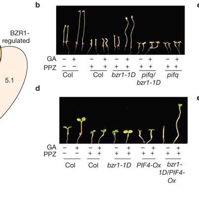 Figure S1 Active BZR1 BES1 Are Required For GA Promotion Of Cell