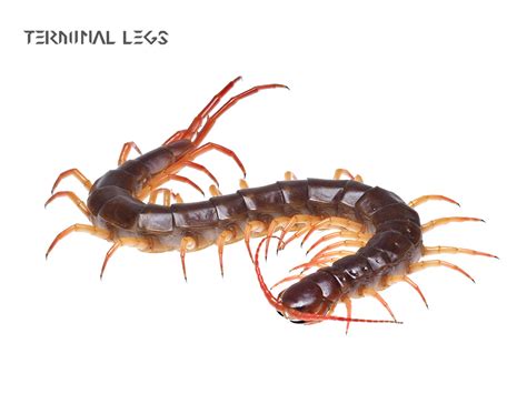 タイフレイムレッグ ターク産 Terminal Legs