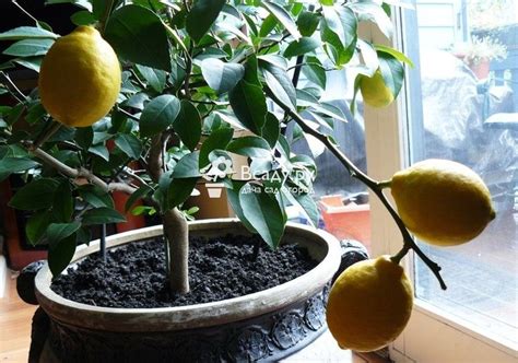 Выращивание комнатного лимона в домашних условиях и уход за ним Lemon