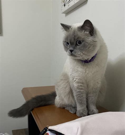 Brother And Sisters Cosmo Hazel And Hailey 💜 Rfromkittentocat