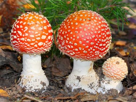 The Truth About Toadstools A Brief History Mushroom Huntress