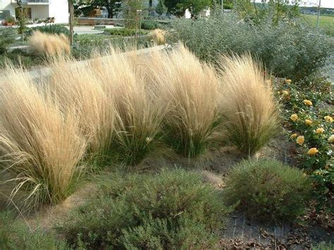 Graminées Ornementales Au Jardin 100 Idées Daménagement Graminées