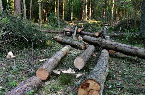 Cut Trees In The Forest Deforestation And Illegal Logging