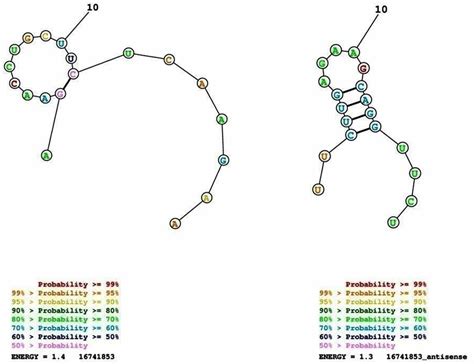 Predicted Secondary Structures Of Two Sirnas Download Scientific Diagram