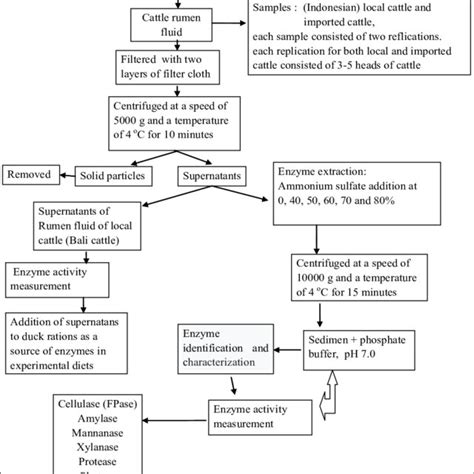 Workflow Of Enzyme Preparation And Extraction From Cattle Rumen Fluid