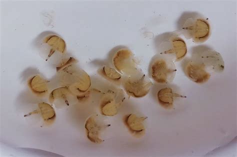 保育好消息嘉義縣成功復育600隻鱟寶寶