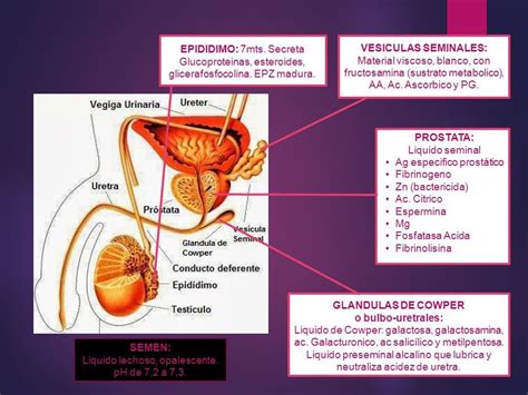 GAMETOGÉNESIS FECUNDACIÓN IMPLANTACIÓN VIVIANA GOLDINA JAITT RESIDENCIA