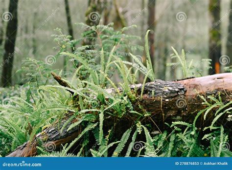 Fallen Tree Trunks Stock Image Image Of People Flower 278876853