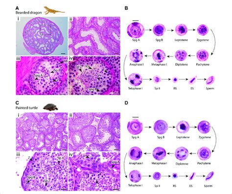 Testis Histology Histological Cross Sections Of Seminiferous Tubules