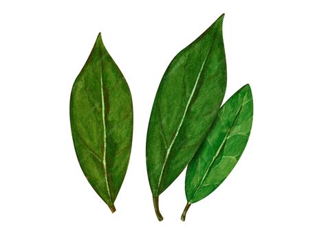 Premium Photo Watercolor Bay Leaf Hand Draw Bay Leaves Illustration