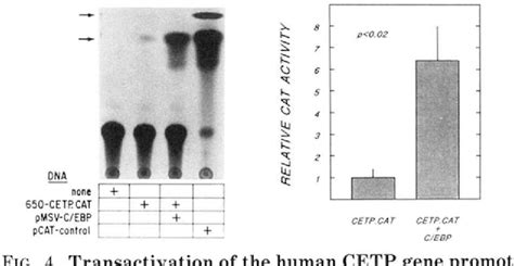 Figure 3 From The Ccaatenhancer Binding Protein Trans Activates The