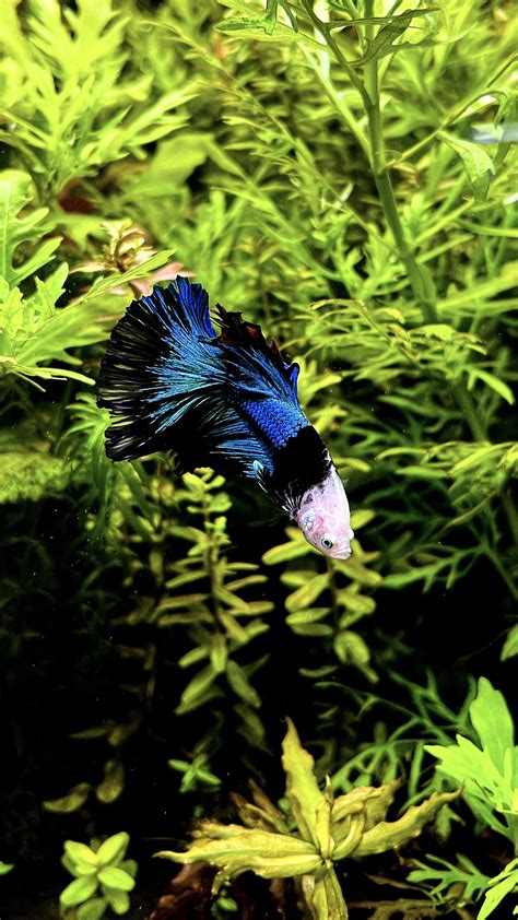 6 Best U Angryring Images On Pholder Help Me Name My Lil Bro