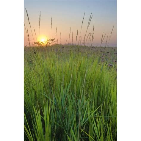 300 Ornamental Big Bluestem Grass Beardgrass Andropogon Gerardii Seeds