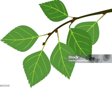樺樹的分支與綠葉查出在白色背景向量圖形及更多剪裁圖圖片 剪裁圖 插圖 枝 植物部分 Istock