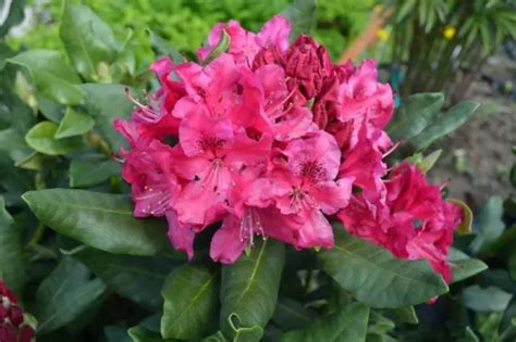 Рододендрон: купить саженцы в питомнике в Москве - Интернет-магазин ...