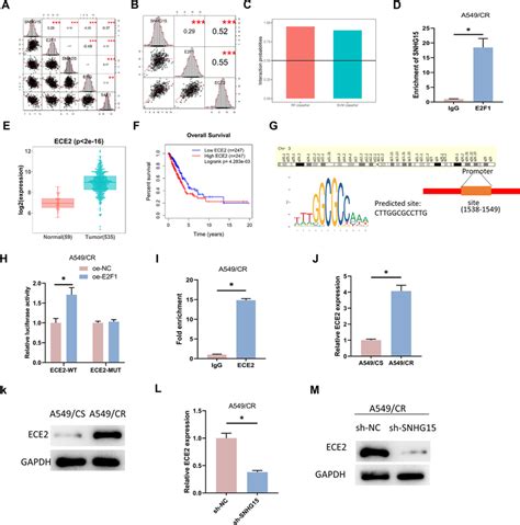 Snhg15 Up Regulated Ece2 Expression Through Recruiting E2f1 A