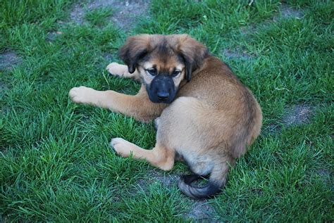 Leonberger Mix Lala Leonbergergerman Shepherd Mix