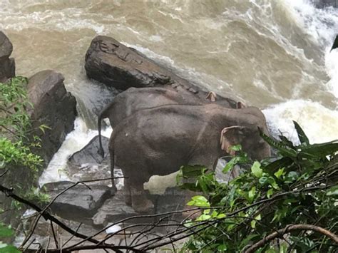 Tragedia De Elefantes Mueren 11 Al Tratar De Salvar A Cría