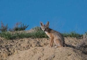 Kit Fox Facts Habitat Diet Life Cycle Pictures And More