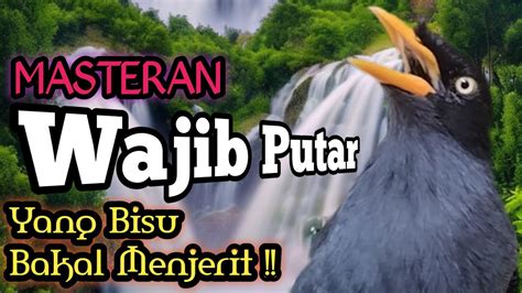 PUTAR SUARA INI Yang Bisu Bakal Menjerit Pancingan Jalak Kebo