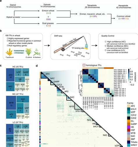 genome wide binding of wheat transcription factors a evolution of