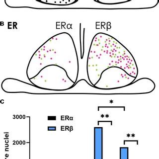 Sex Hormone Receptors In The SCN A The Cartoon Depicts The Download Scientific Diagram