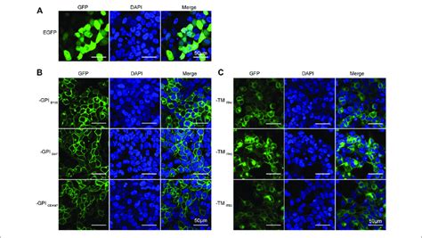 Efficient Membrane Anchoring Of Six Sorting Tag Variants Laser