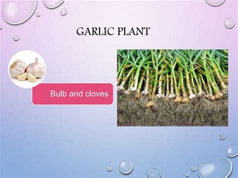 Allium Sativum Garlic Pptx