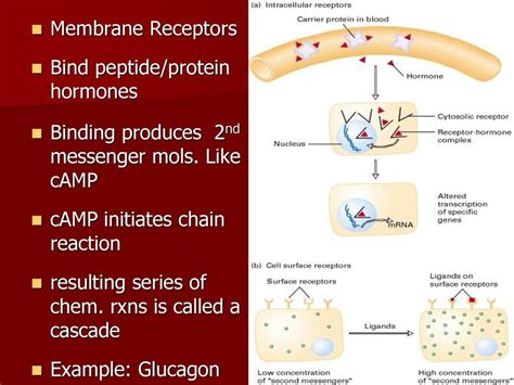 Chapter Ppt Download